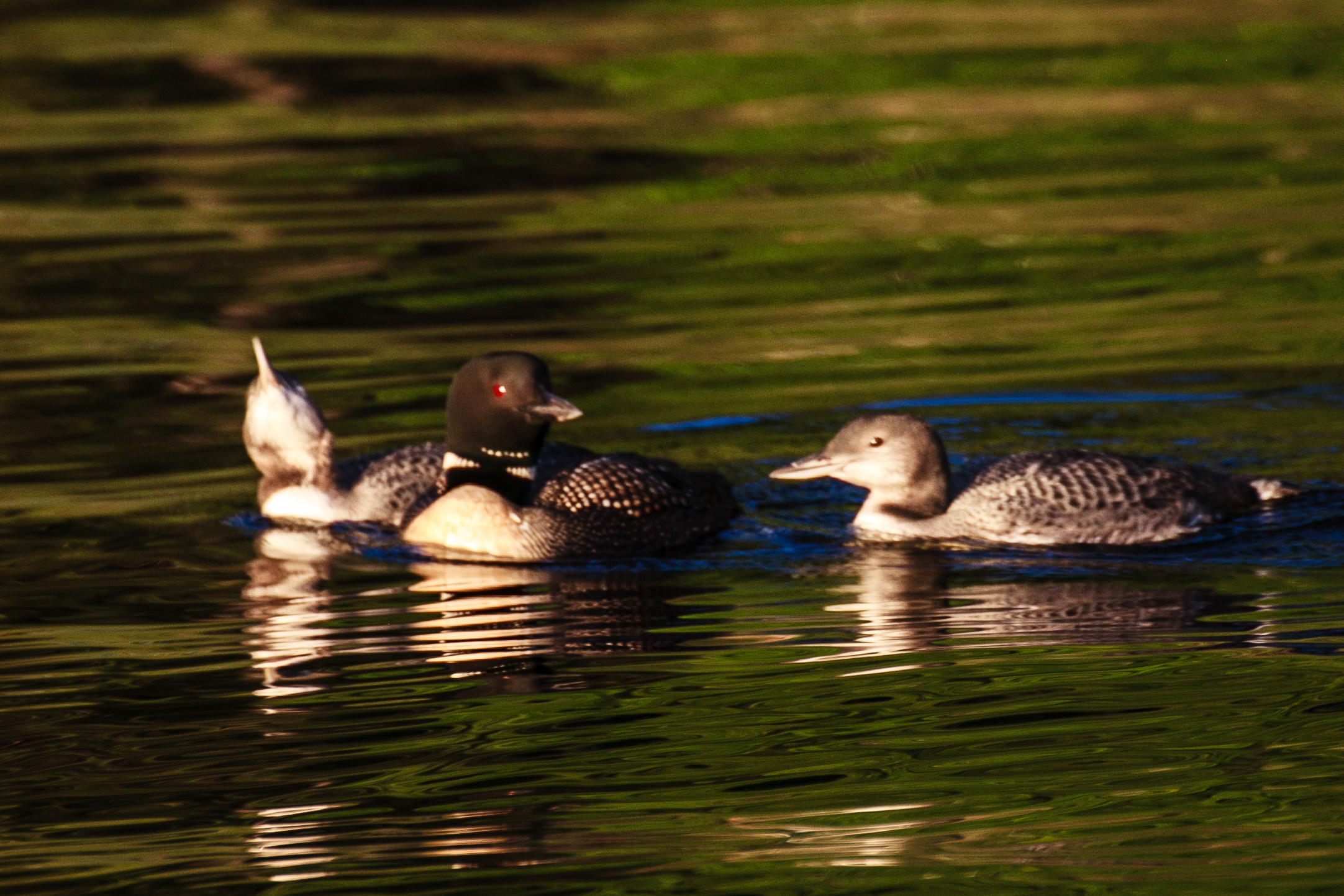 Photos | Minong Town Lakes Committee